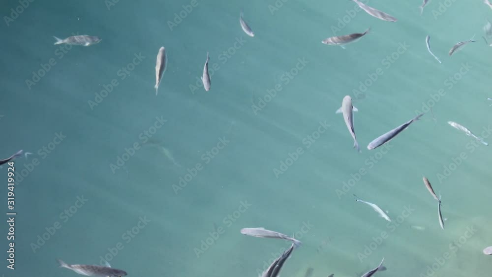 Shoal of fish in seawater, many sea fishes top view, free in the sea ...