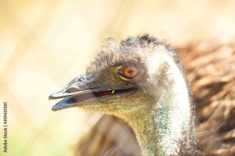 Head of an EMU ostrich close-up. An ostrich's eye. EMU portrait in ...