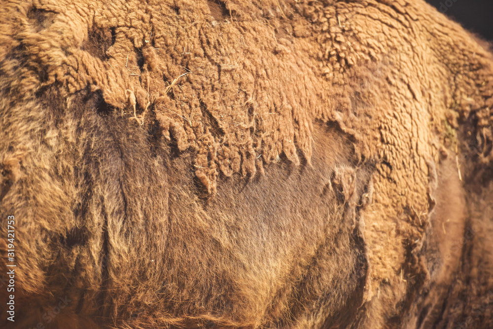Bison hair close-up. Texture of Buffalo hide wool. Seasonal molt of ...