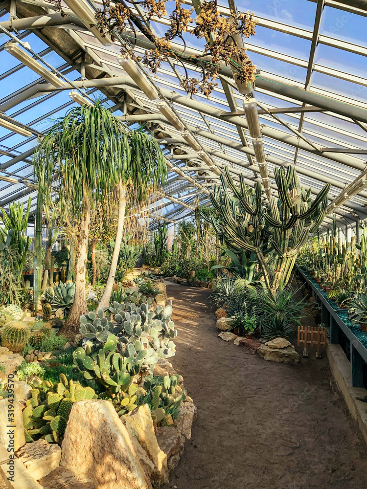 Evergreen palms and various cactuses in Botanical Garden. Exotic ...