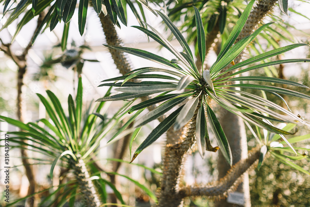 Leaves of cactus tree. Evergreen palms and various cactuses in ...