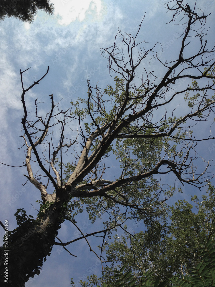 Bare tree in the forest with the trunk covered by ivy Stock Photo ...