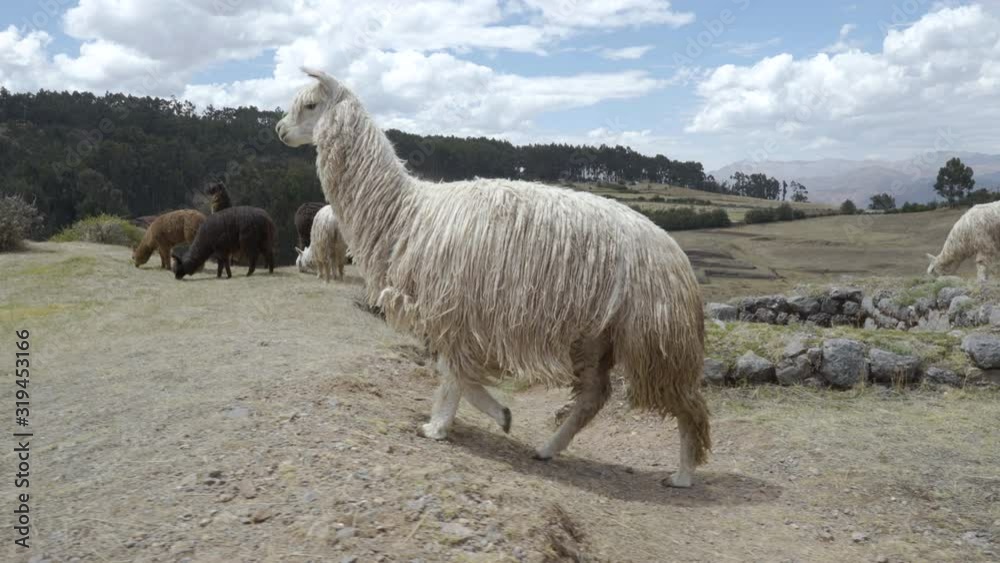Long-haired white alpaca walking and looking around in the Andes ...