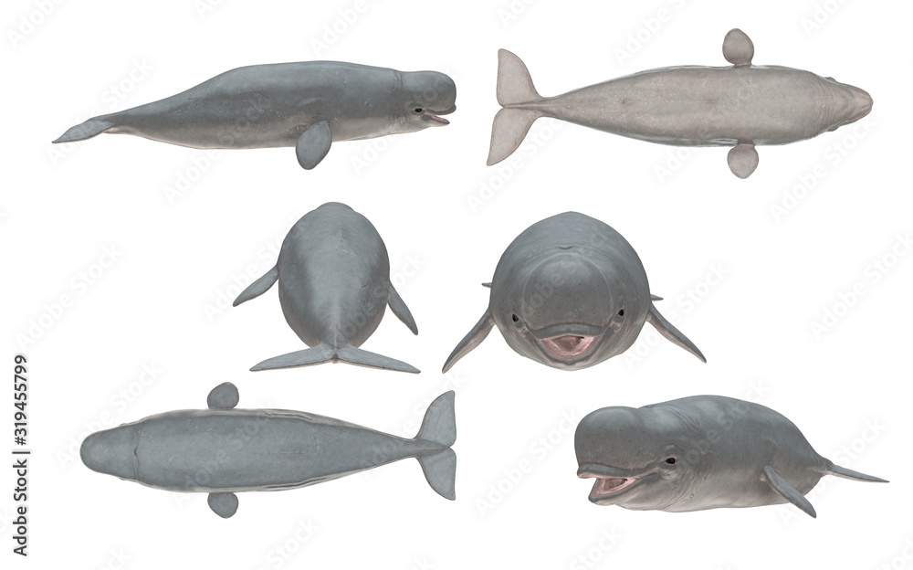 Multiple angle views of beluga white whale with 6 different view ...