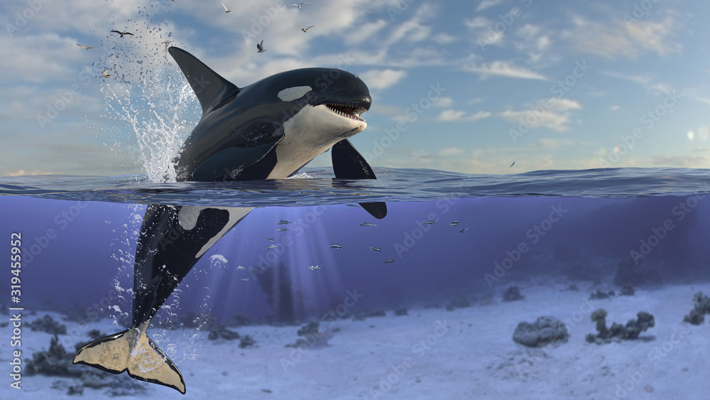 Killer whale orca is jumping out of water while half of it is in ...