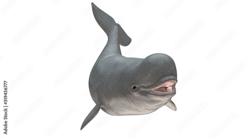Beluga whale front side view tail up and curved isolated on white ...