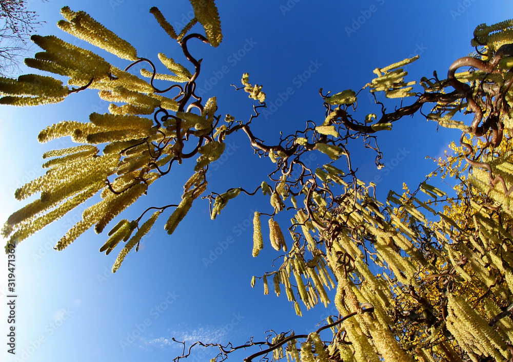 Foto de Gemeine Hasel (Corylus avellana), Haselstrauch oder ...