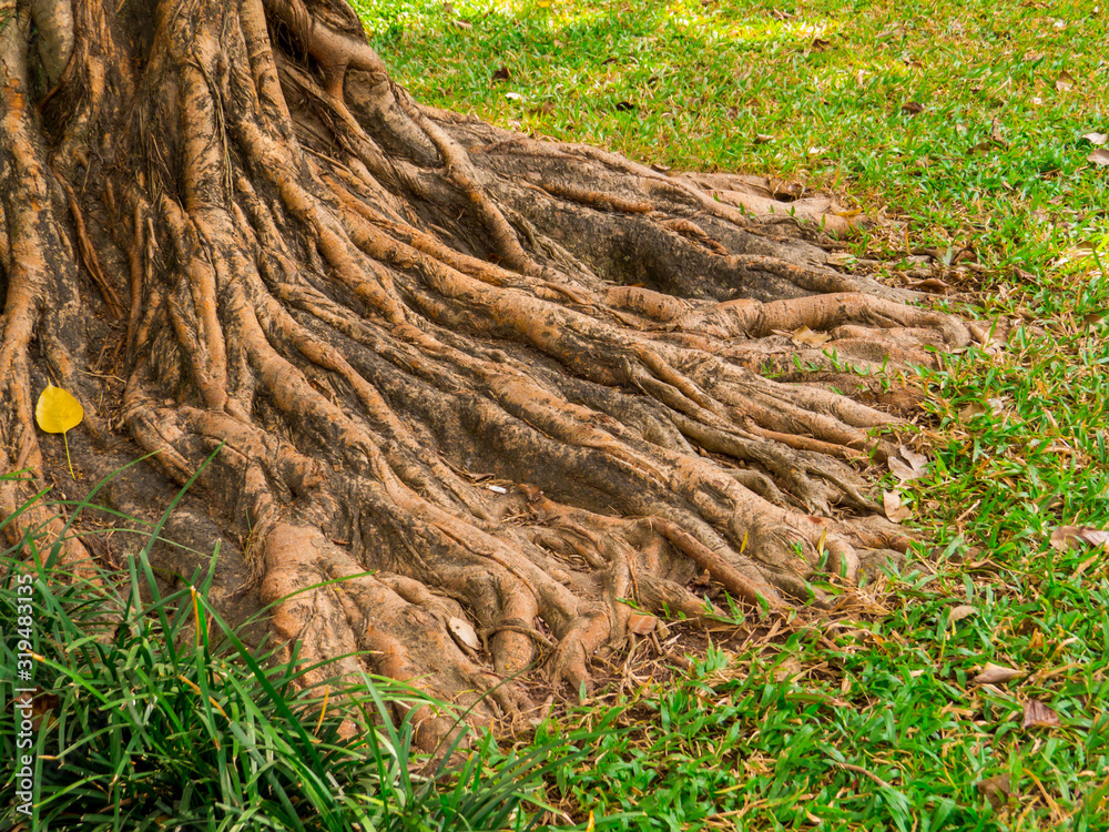 Bodhi Tree roots, Temple of Literature (Vietnamese: Van Mieu), Hanoi ...