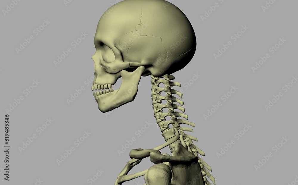Skeleton skull . Anatomy. Skull on the side. Part of the body. Head ...
