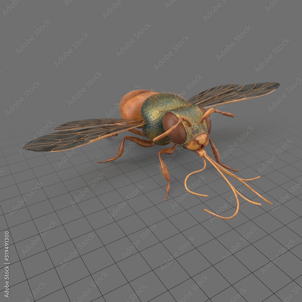 Euglossa decorata Stock 3D asset | Adobe Stock