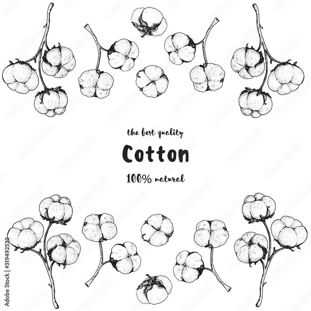 Cotton hand drawn sketch. Vintage vector illustration. Design template ...
