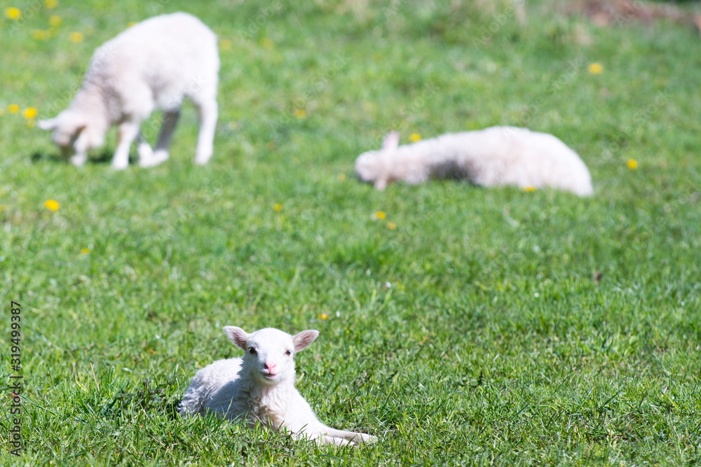Foto de Cute Lamb happy smiling in grass field- Baby lamb laying down ...