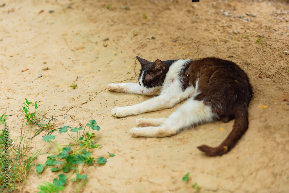 The cat is black and white in the street. A homeless animal walks ...