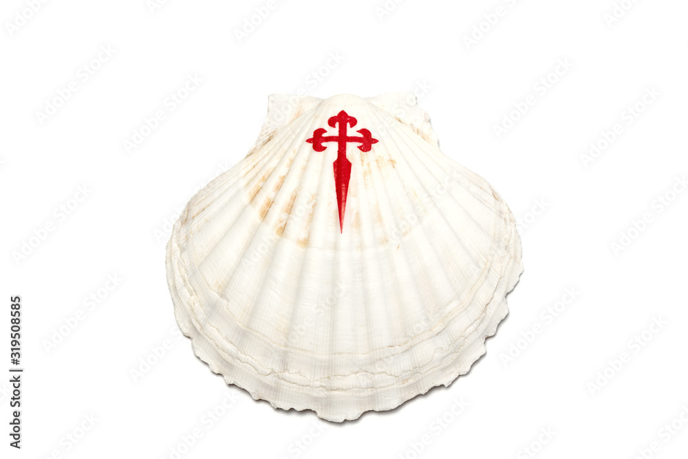Shell isolated on white background. Pilgrims camino scallop shell. The ...