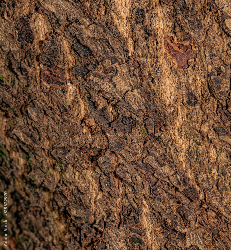 Tree texture, textura, árvore - textura de arvore. Abstract photography ...
