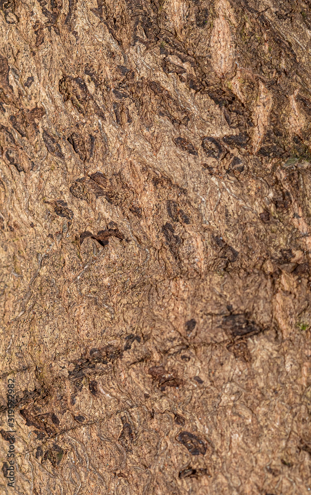 Tree texture, textura, árvore - textura de arvore. Abstract photography ...