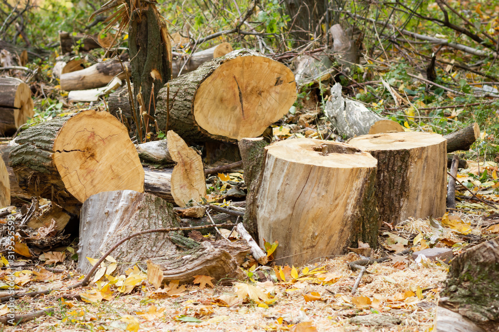 Sawn logs of trees and tree bark. Big pile of firewood. Many parts of ...