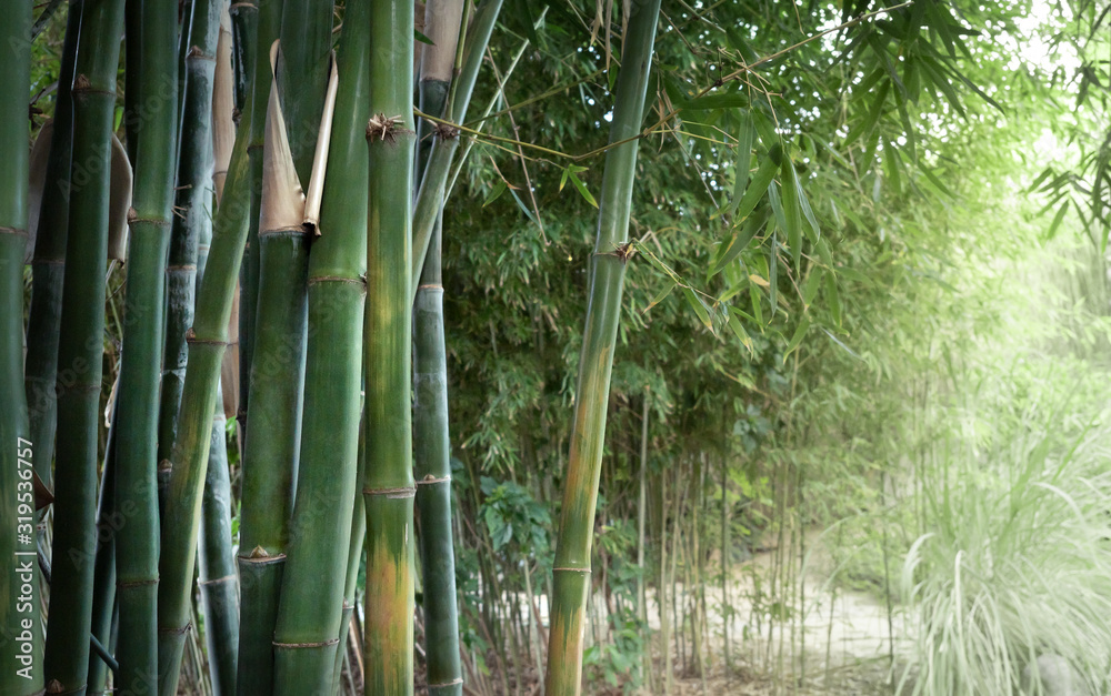 Bamboo jungle in sunlight - landscape of park or garden with of ...