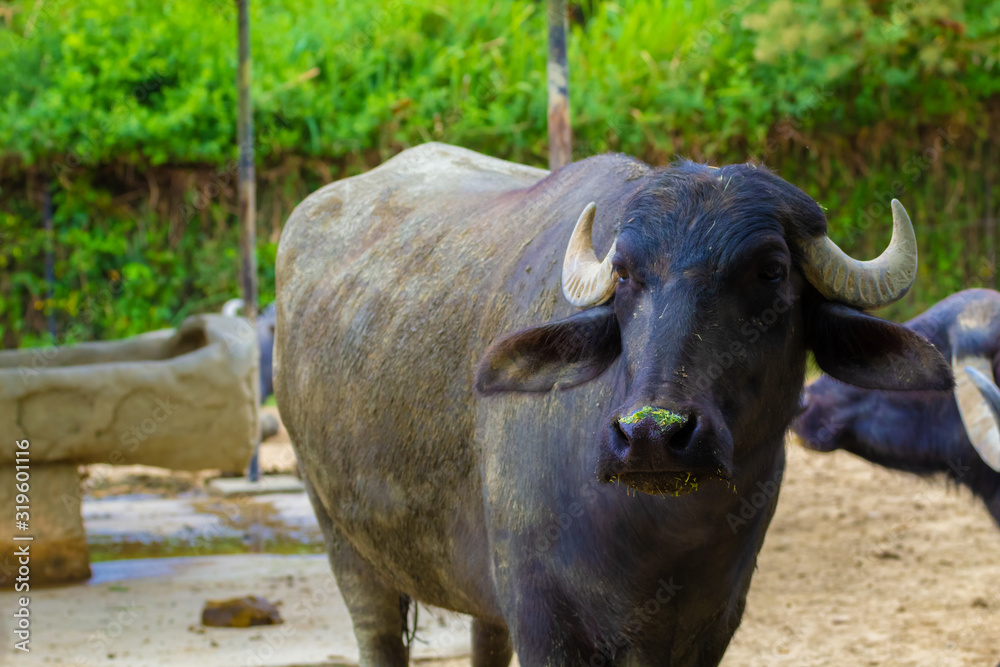 naturaleza exotico verde colombia america el sur pereira quindio ...