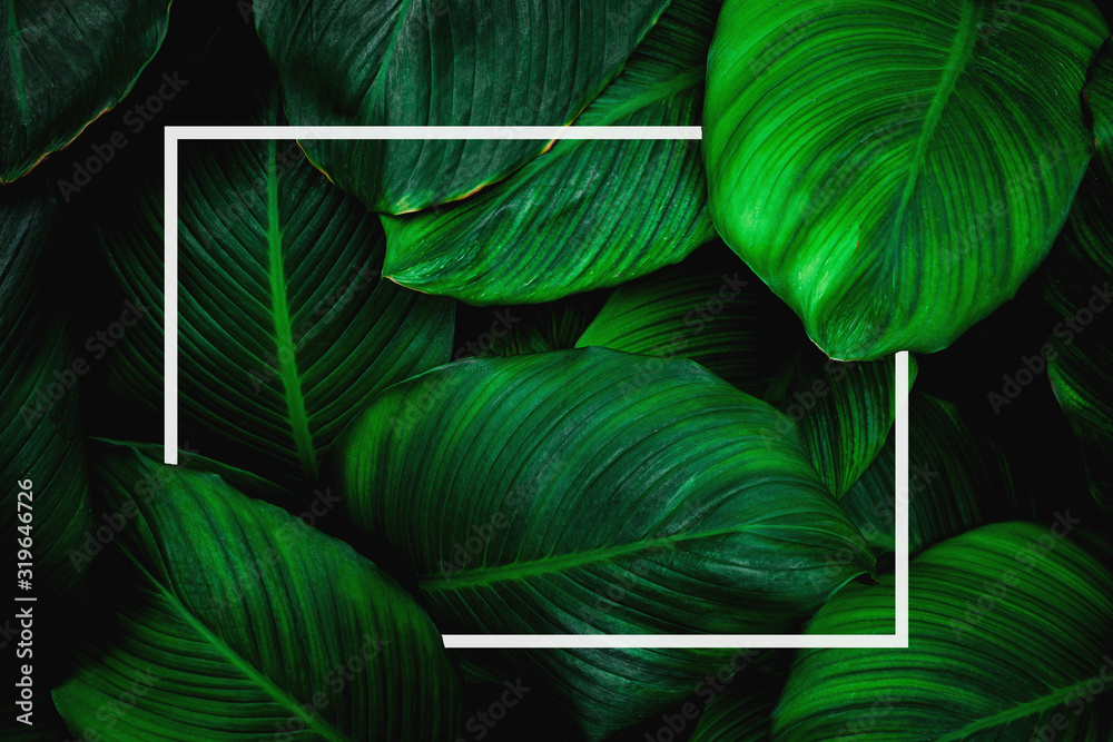 tropical leaves with white frame, abstract green leaves, natural green ...