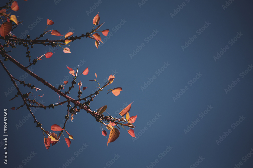 Green Bo leaf with Sunlight in the morning, Bo tree representing ...