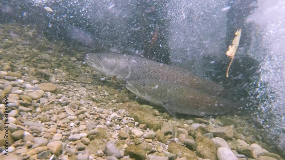 Freshwater fish Common huchen (Hucho hucho) in the beautiful clean ...