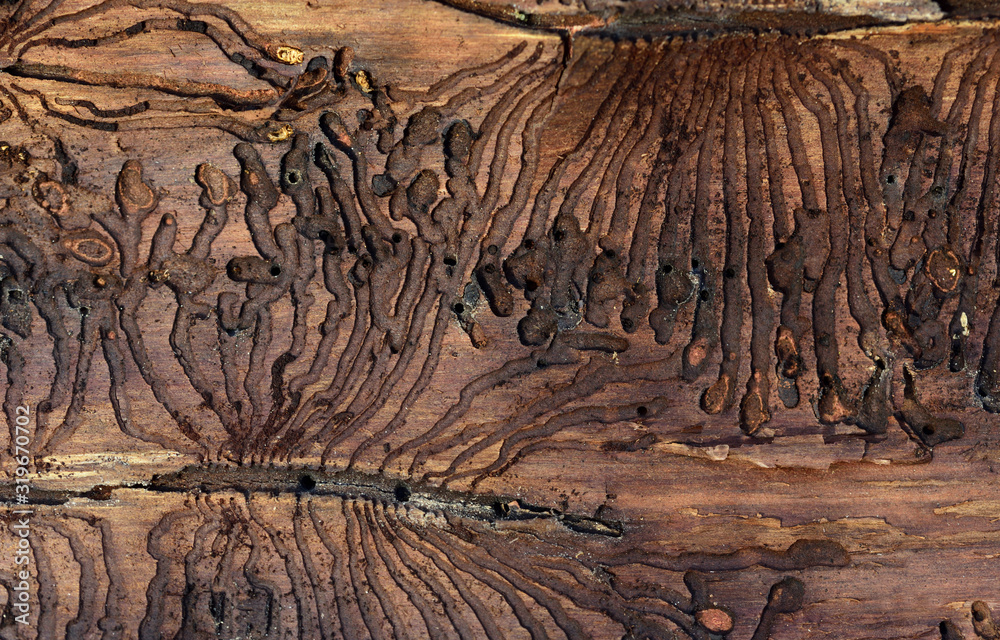 Background, closeup and texture of the inside of old tree bark with ...
