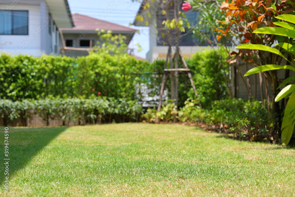 lawn landscaping garden with green grass turf and small plant ...