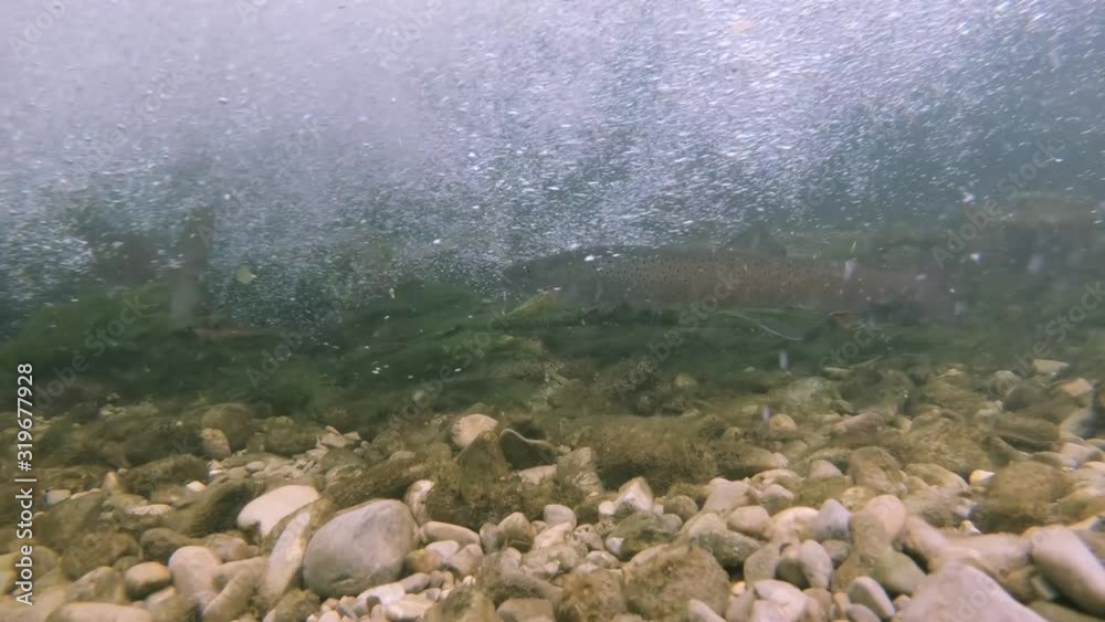 Freshwater fish Common huchen (Hucho hucho) in the beautiful clean ...