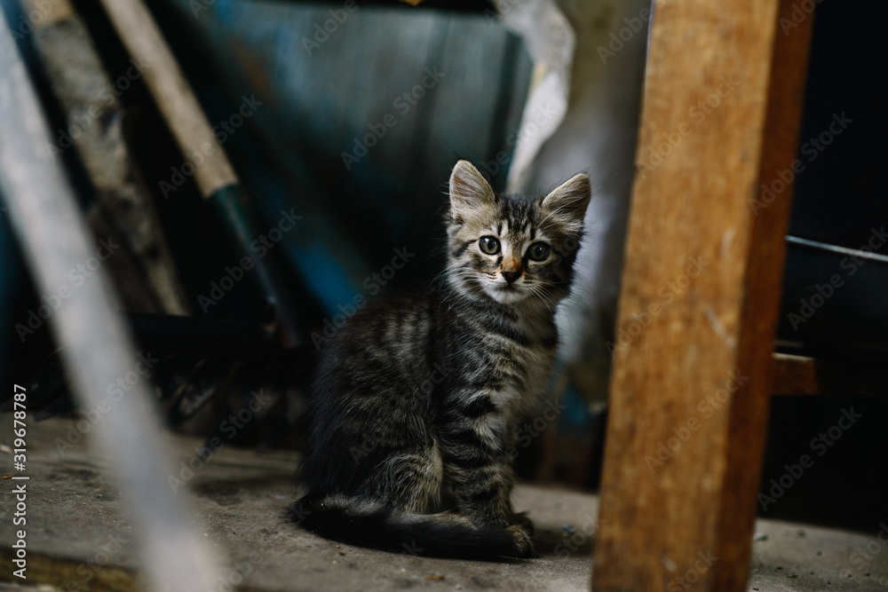 A beautiful fluffy homeless kitten in an abandoned house is looking ...