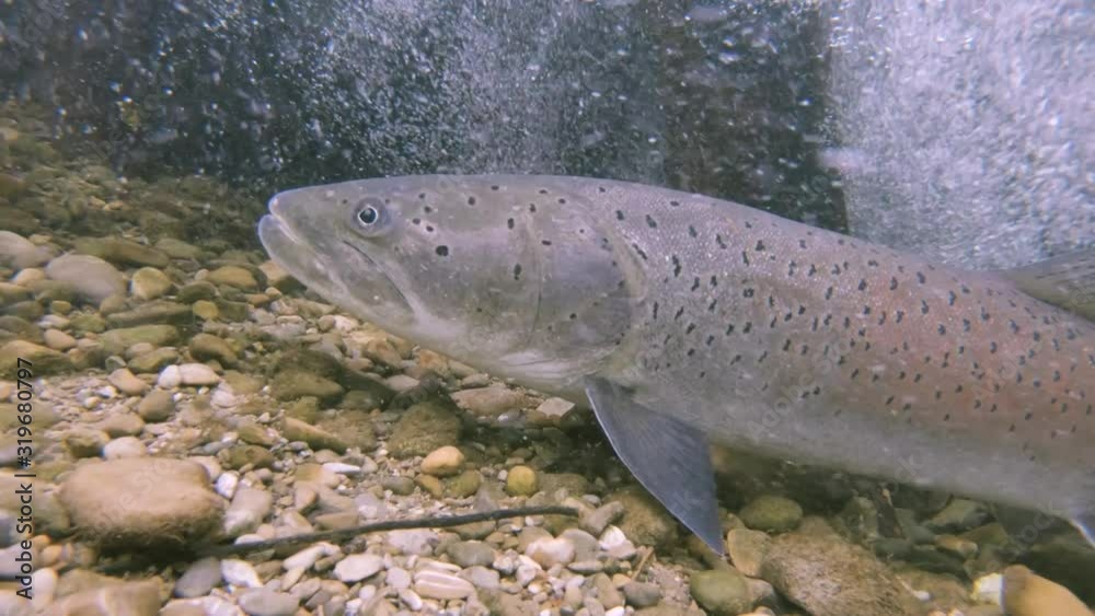 Freshwater fish Common huchen (Hucho hucho) in the beautiful clean ...