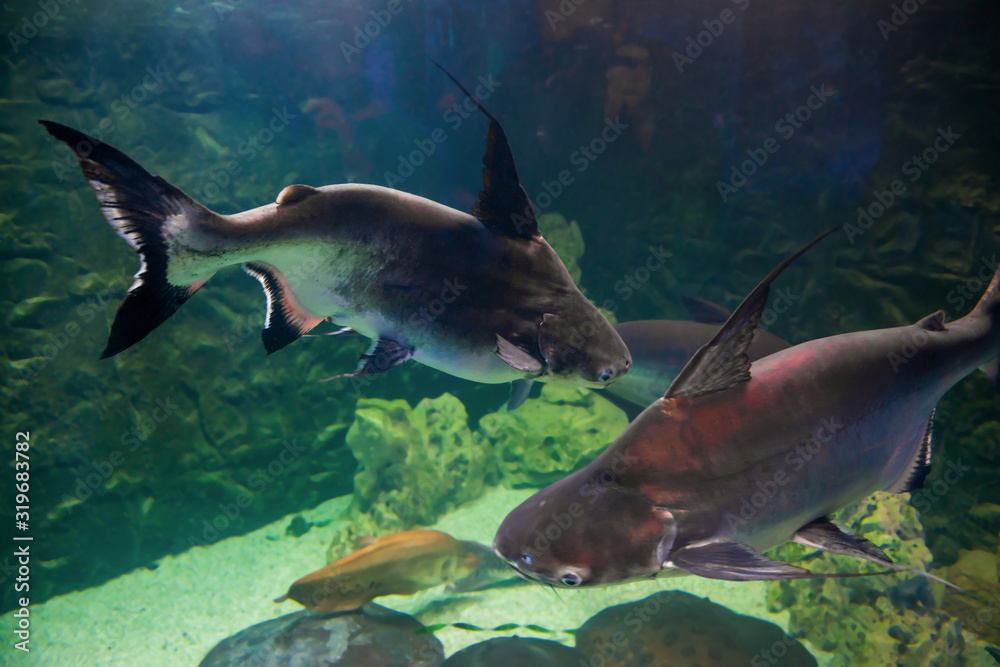 Tropical pangasius fish shark catfish in underwater sea as nature sea ...