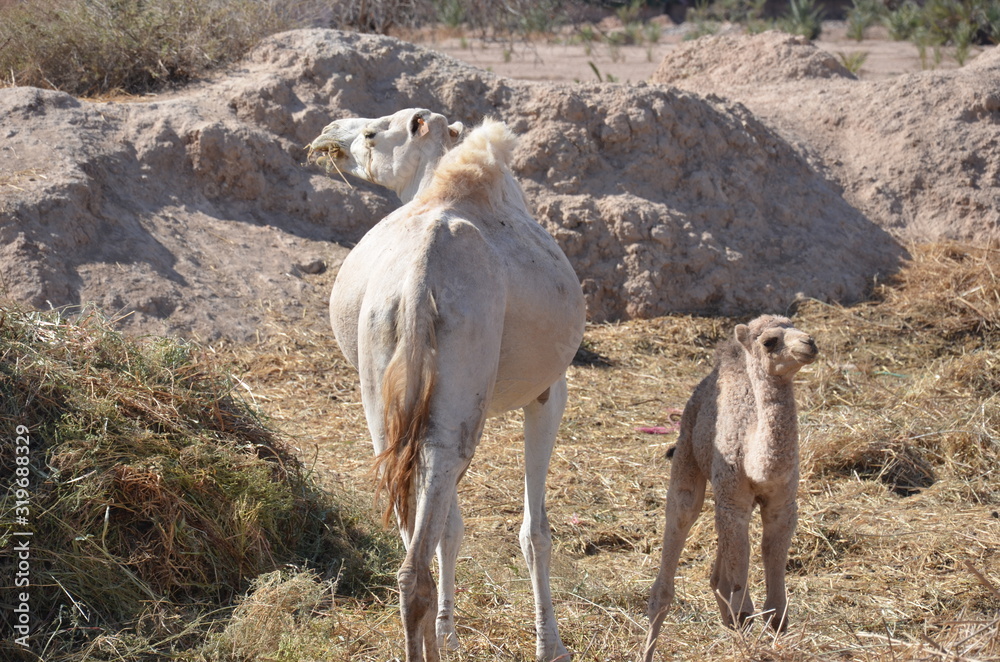 chamelon bébé dromadaire avec sa mère Chamelle Stock Photo | Adobe Stock