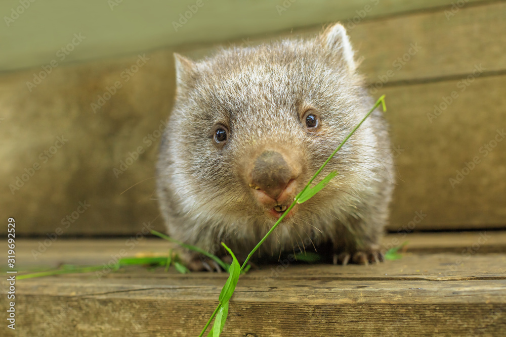 Baby Wombat