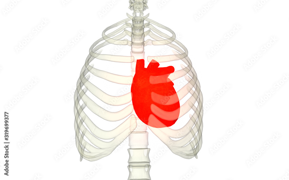 Skeleton. Human bones. Rib cage. Spine. The heart is inside. On white ...