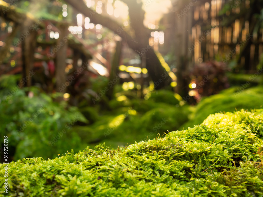 Lush green moss forest with old tree with moss. Background Stock Photo ...