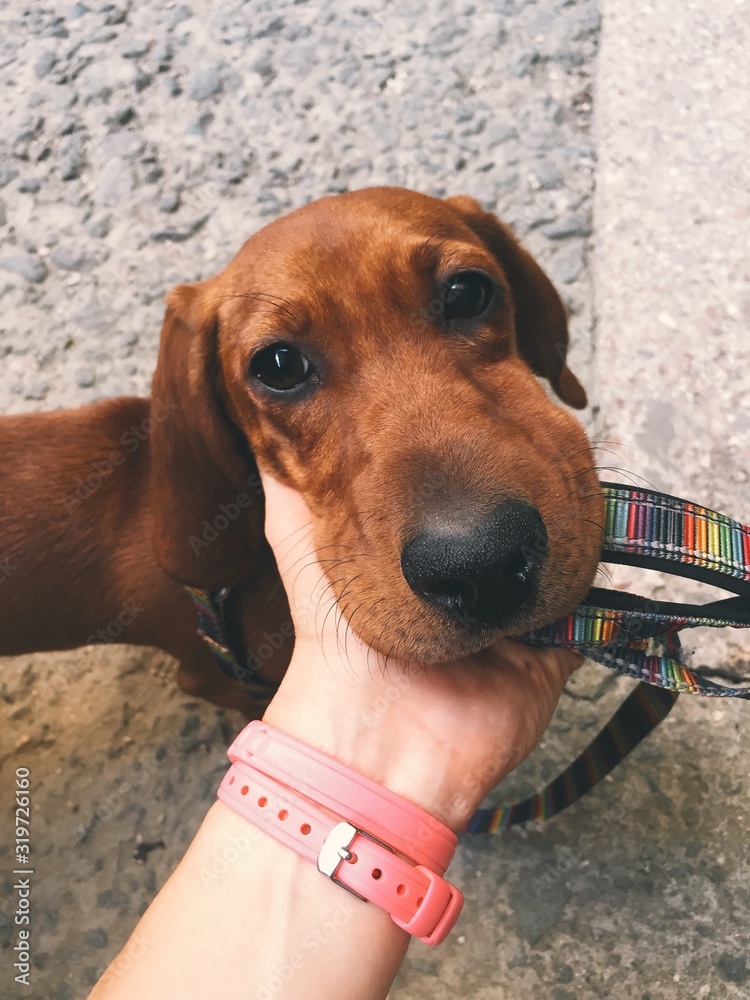 Dog face after bee sting. Dachshund after bee bite. Stock Photo | Adobe ...