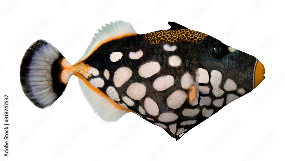3D Rendering Clown triggerfish on White Stock Illustration | Adobe Stock