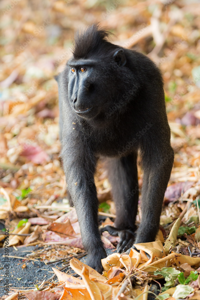 Beautiful Celebes crested macaque (Macaca nigra), aka the black ape, an ...