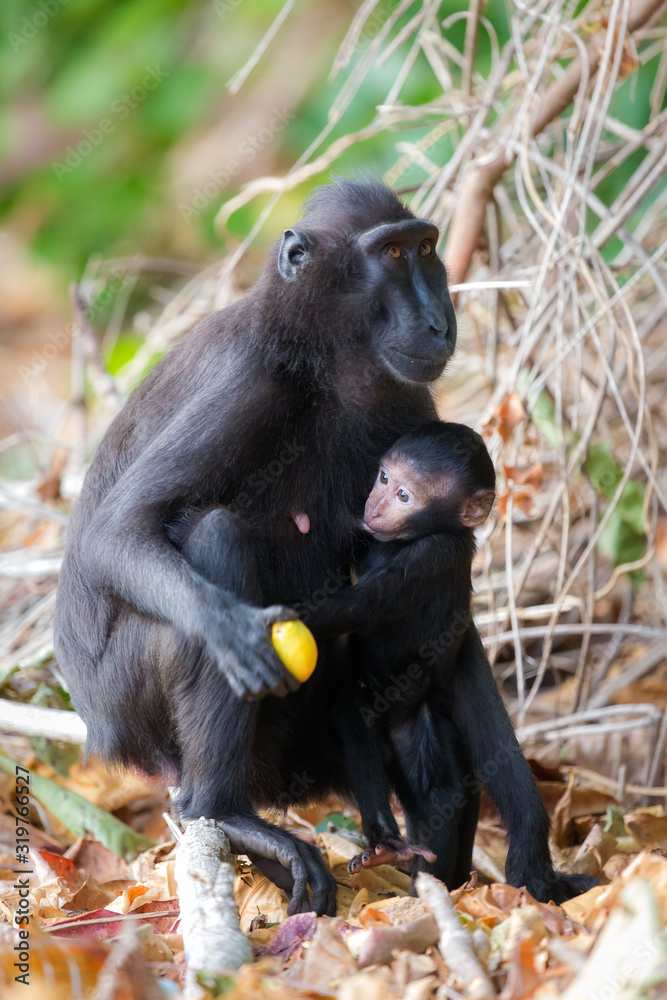 Beautiful Celebes crested macaque (Macaca nigra), aka the black ape, an ...