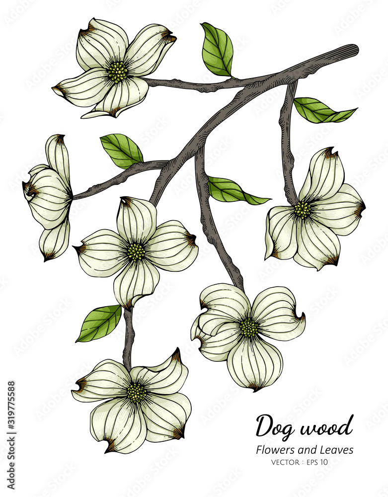 White dogwood flower and leaf drawing illustration with line art on ...