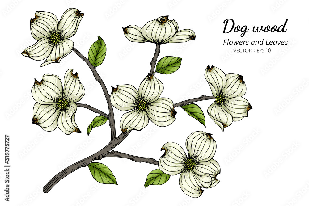 White dogwood flower and leaf drawing illustration with line art on ...