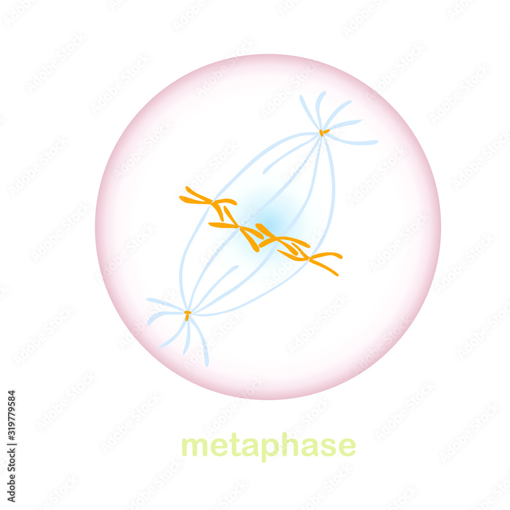Cell Cycle Metaphase