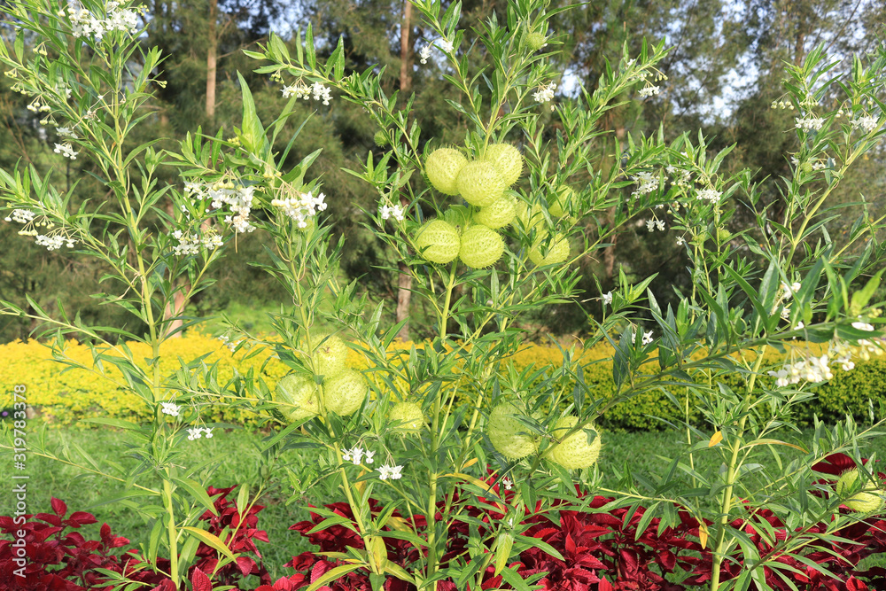 Gomphocarpus physocarpus, balloonplant, balloon cotton-bush, bishop's ...