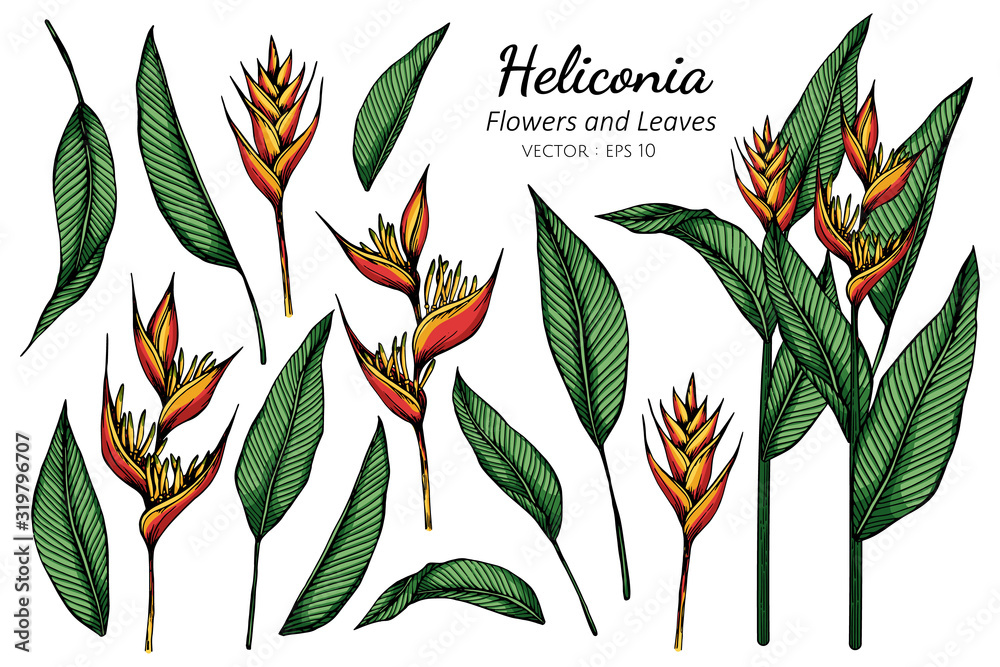 Set of Heliconia flower and leaf drawing illustration with line art on ...