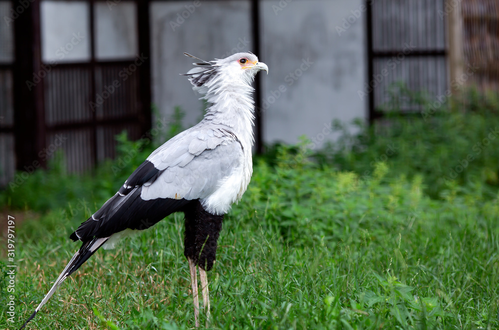 Bird Secretary Sagittarius serpentarius walking in the park. The ...