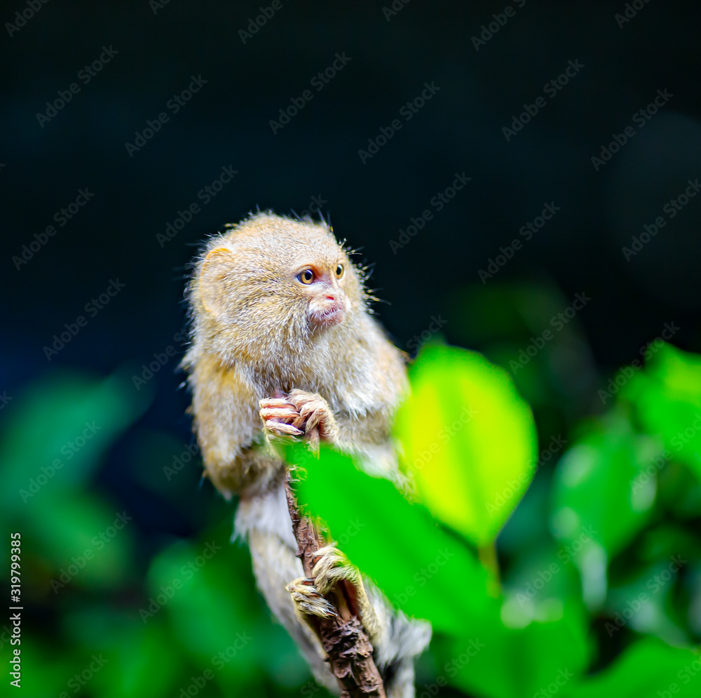 Beautiful Pygmy Marmoset or Dwarf Monkey sitting on a branch among ...