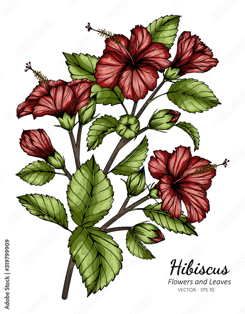 Red Hibiscus flower and leaf drawing illustration with line art on ...