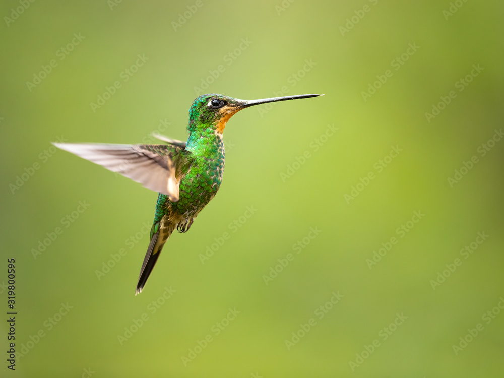 Buff-winged starfrontlet (Coeligena lutetiae) is a species of ...