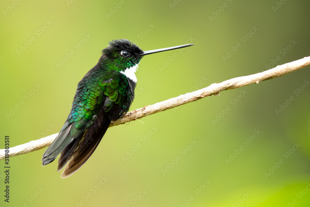 Collared inca (Coeligena torquata) is a species of hummingbird found in ...
